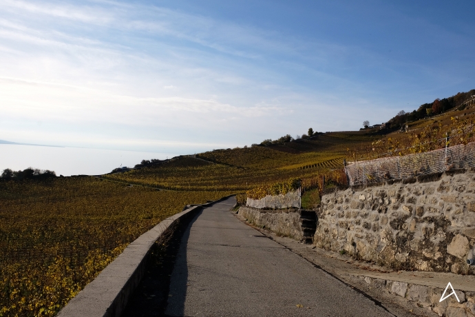 Lavaux: balade aux couleurs automnales entre les vignes - Awwway