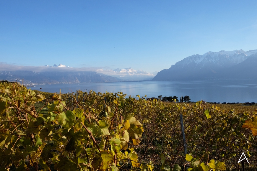 Lavaux: balade aux couleurs automnales entre les vignes - Awwway