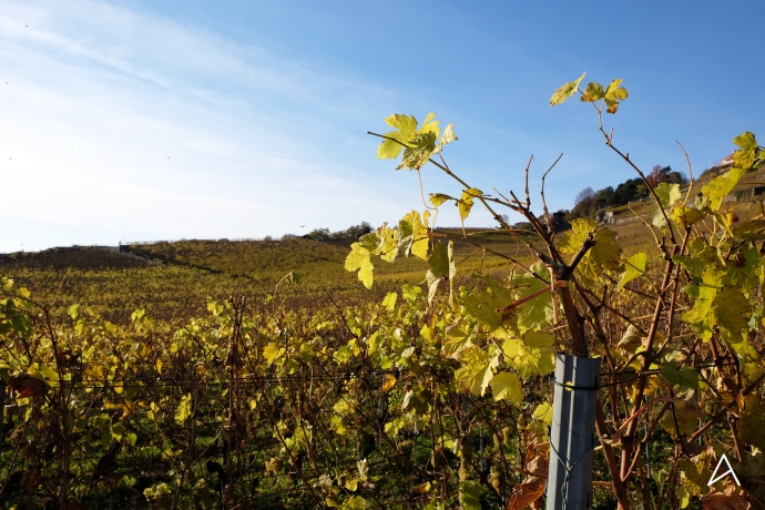 Lavaux: balade aux couleurs automnales entre les vignes - Awwway