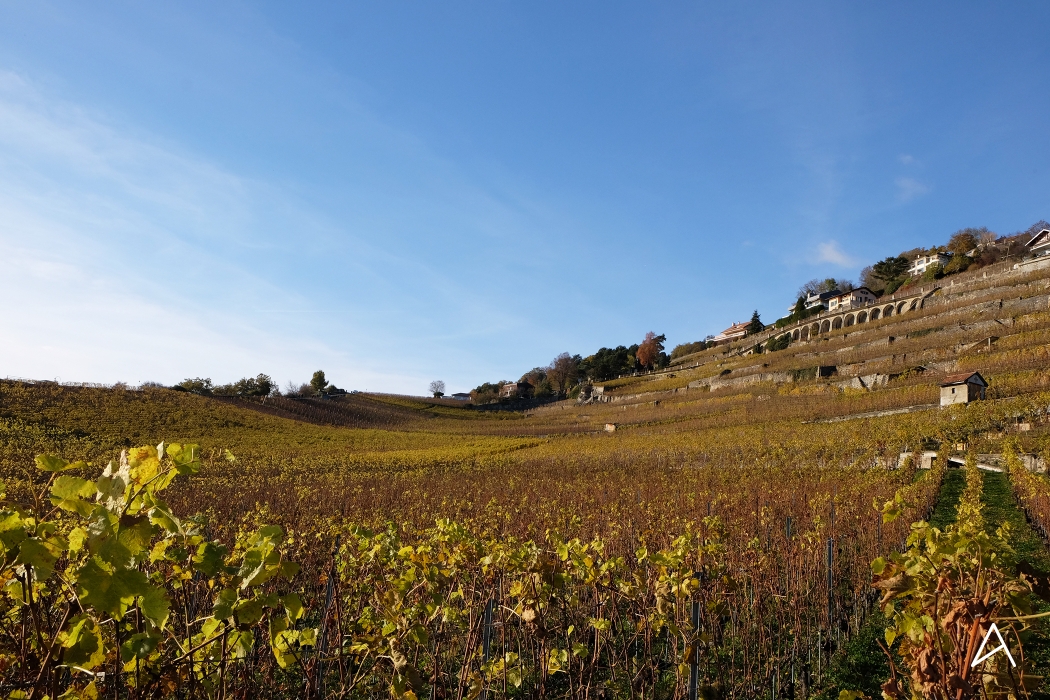 Lavaux: balade aux couleurs automnales entre les vignes - Awwway