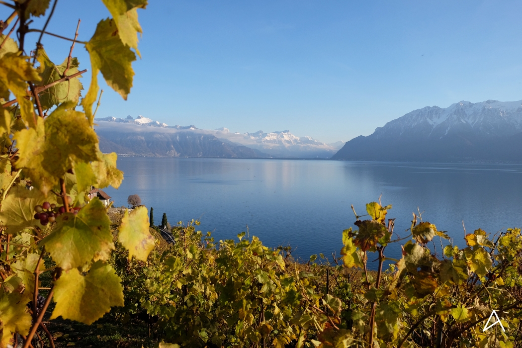 Promenades d’automne dans le canton de Vaud - Awwway