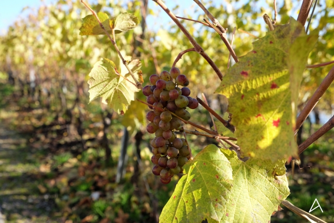 Promenades d’automne dans le canton de Vaud - Awwway