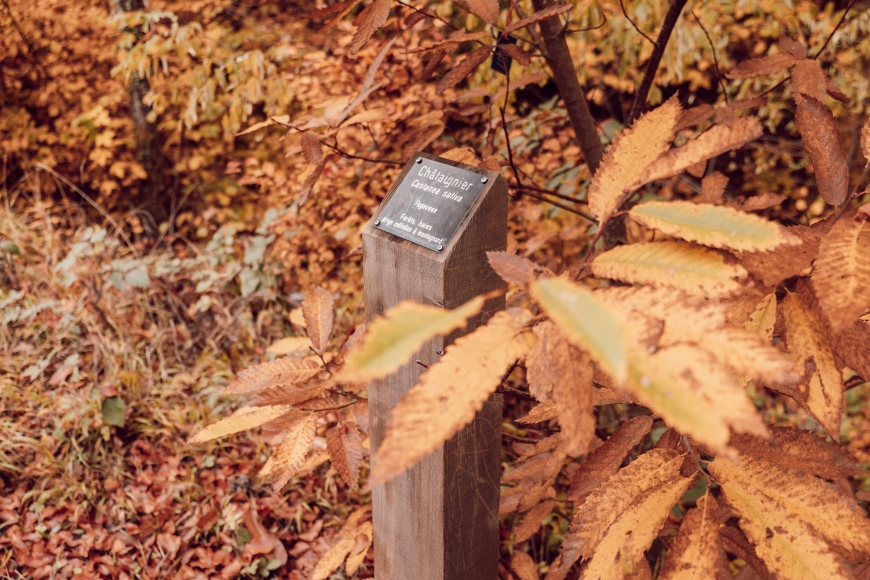 Promenades d’automne dans le canton de Vaud - Awwway