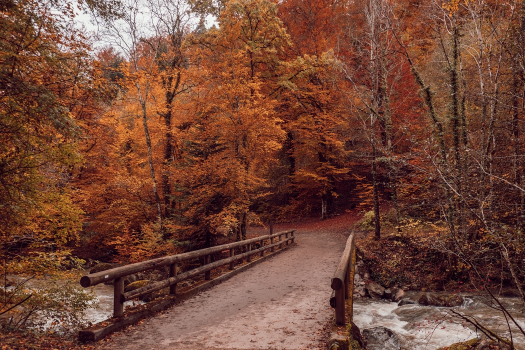 Promenades d’automne dans le canton de Vaud - Awwway